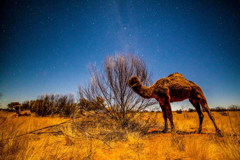 Different sleeping positions of the camel at night — Lindsey Cole ...
