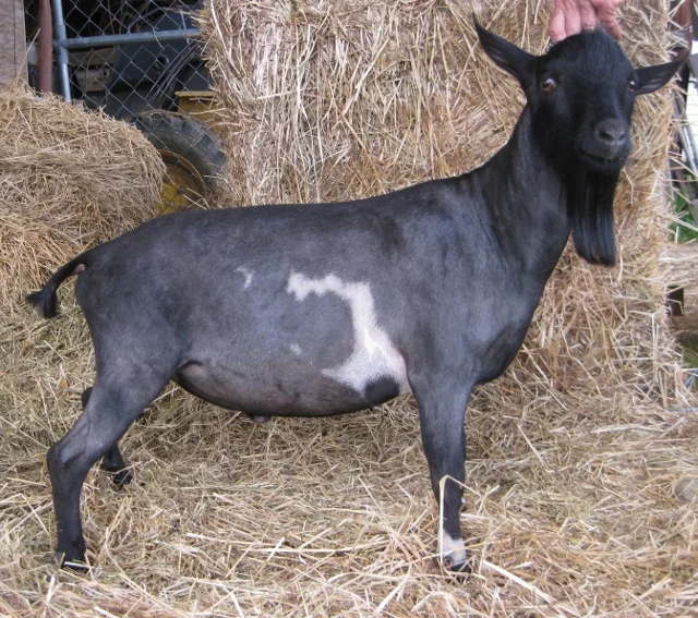 GCH Cedar View Marciano +*B - reference — Cedar View Nigerian Dwarf ...