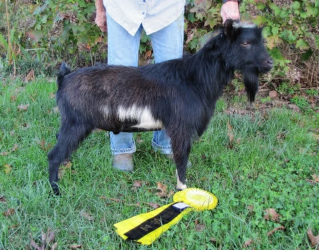 GCH Cedar View Marciano +*B - reference — Cedar View Nigerian Dwarf ...