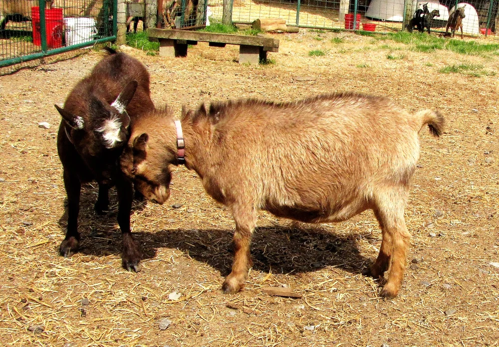 SG Cedar View Bianca — Cedar View Nigerian Dwarf Goats and Livestock ...