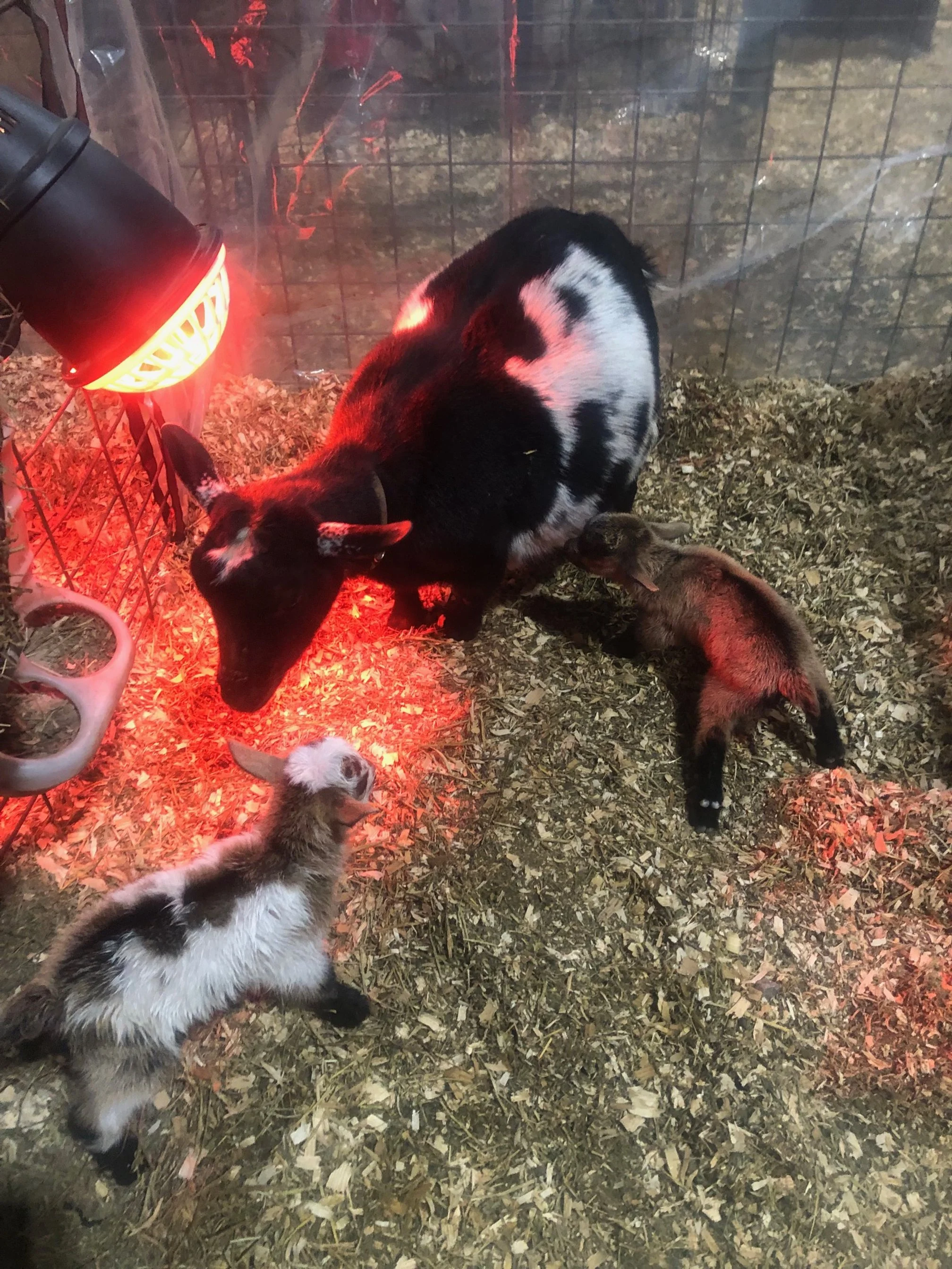 Goats for Sale — Cedar View Nigerian Dwarf Goats and Livestock Guardian ...