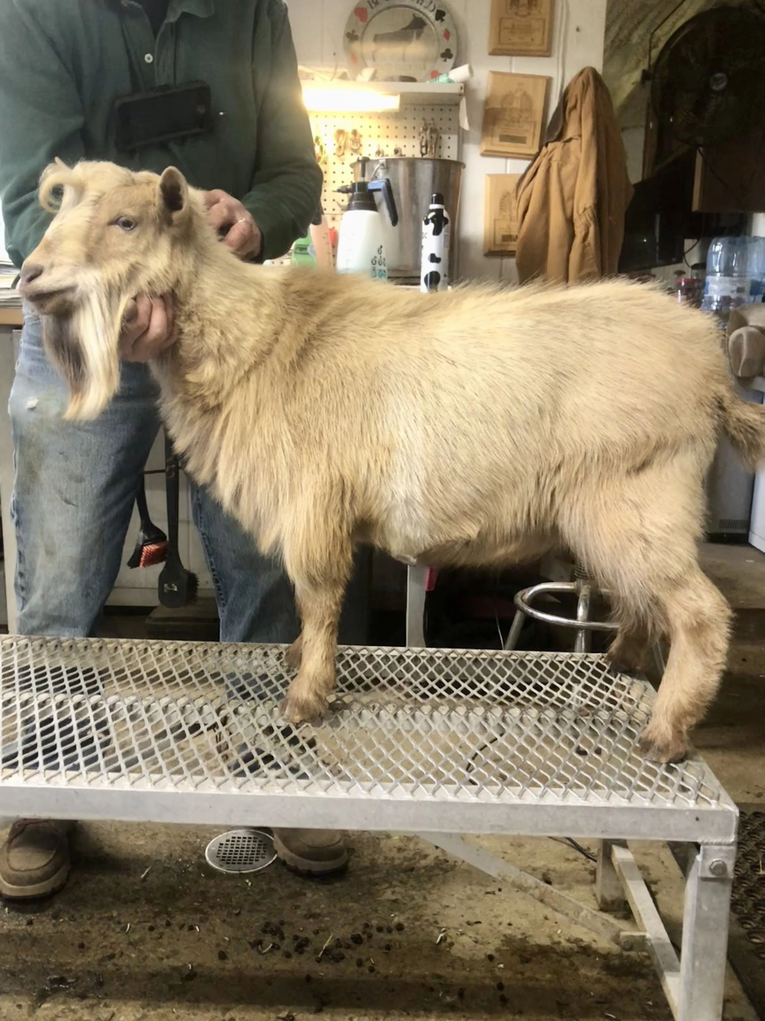 Cedar View McMillan *B — Cedar View Nigerian Dwarf Goats and Livestock ...