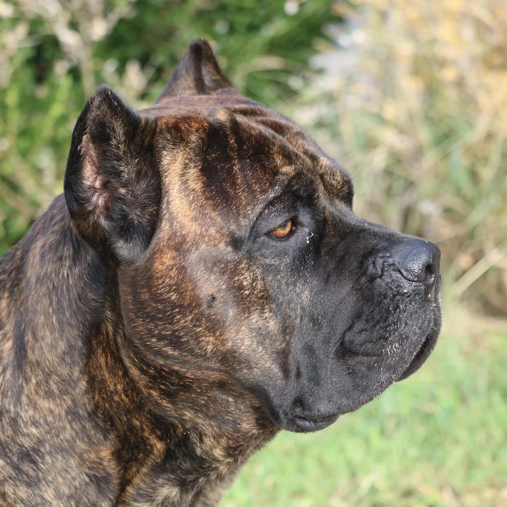 Is A Cane Corso A Bull Mastiff