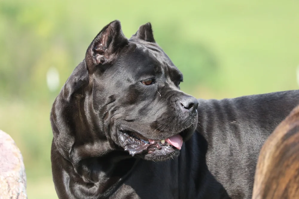 PhogHaven Cane Corso