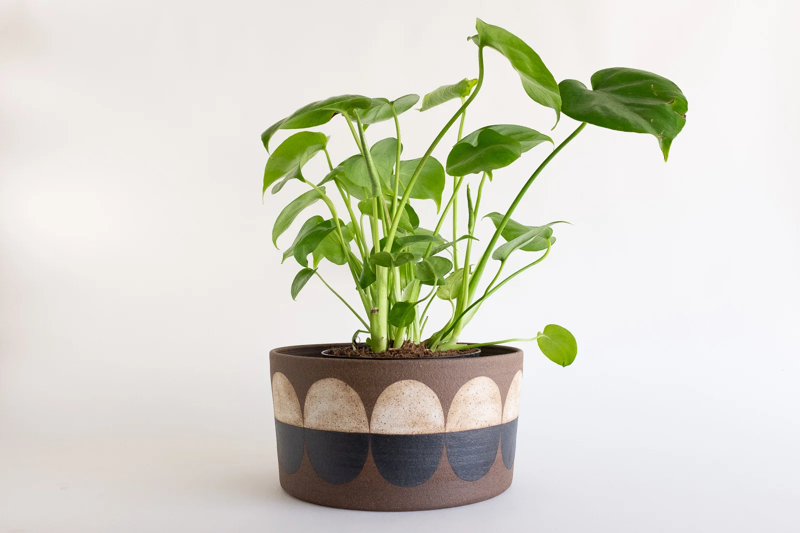 Ana cho ceramics - handmade in Los Angeles
