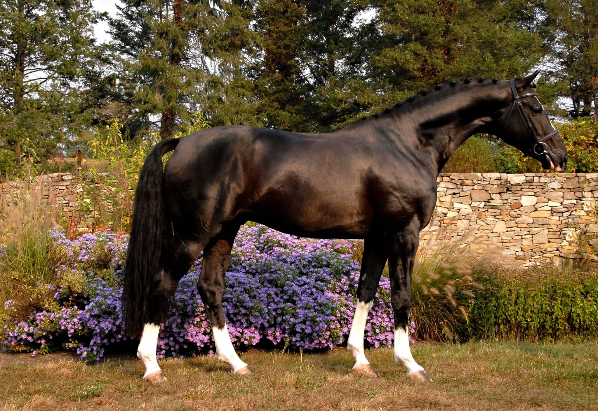 Starr Vaughn Equestrian