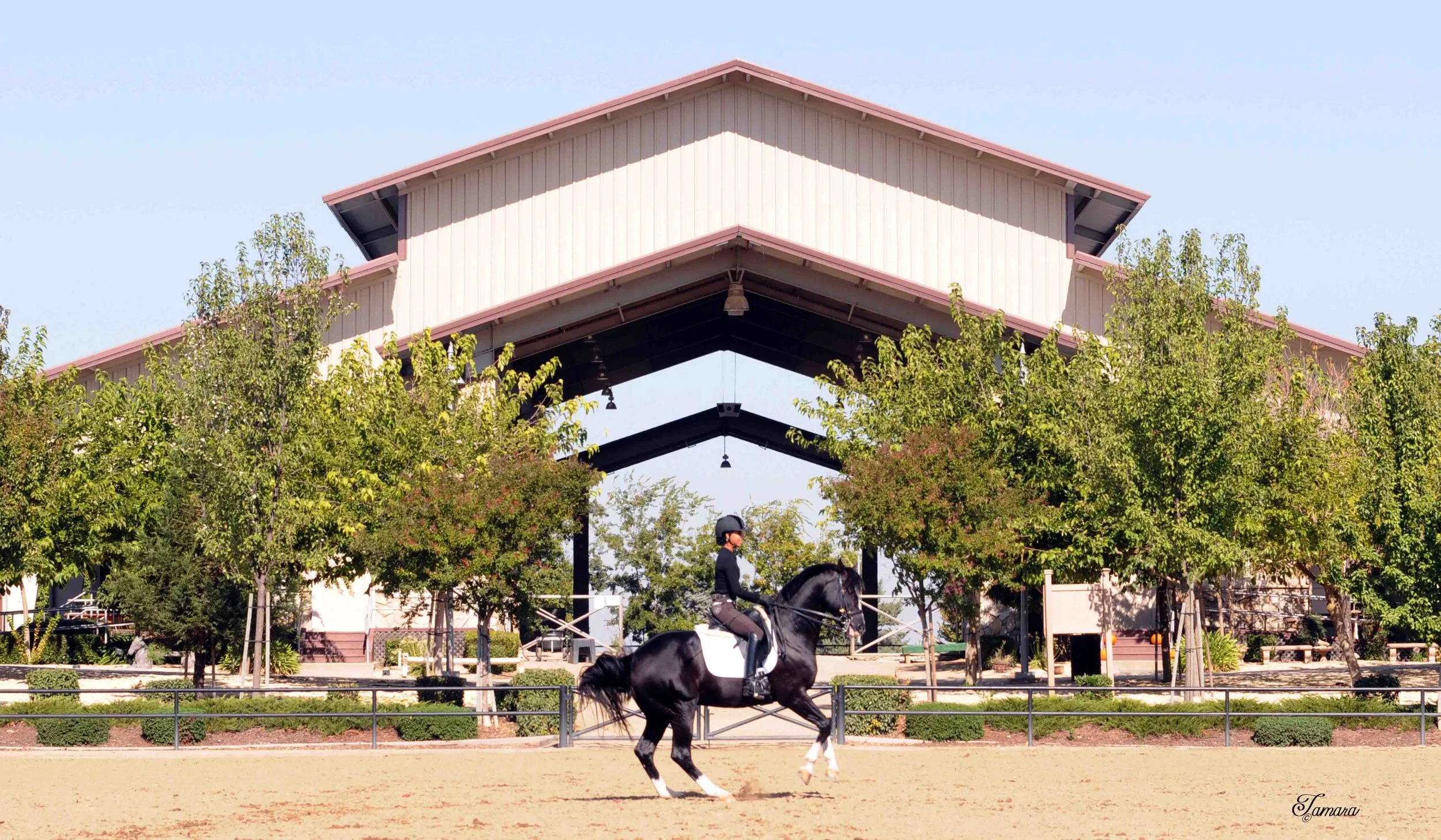 Starr Vaughn Equestrian