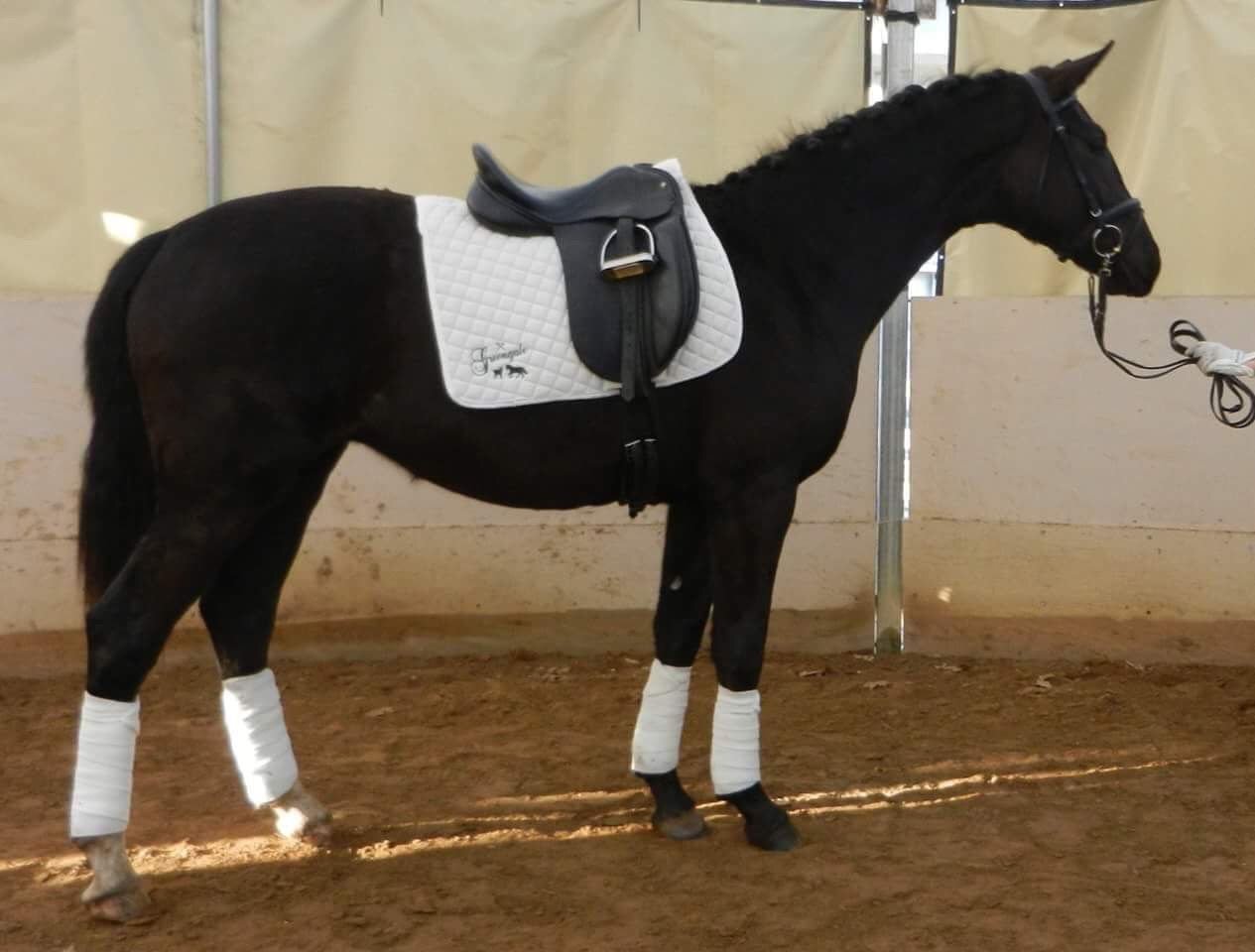 Donarweiss Offspring Continued Page 3 — Starr Vaughn Equestrian