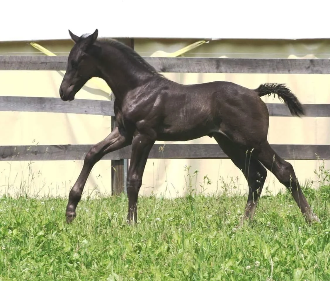 Donarweiss Offspring Page 1 — Starr Vaughn Equestrian