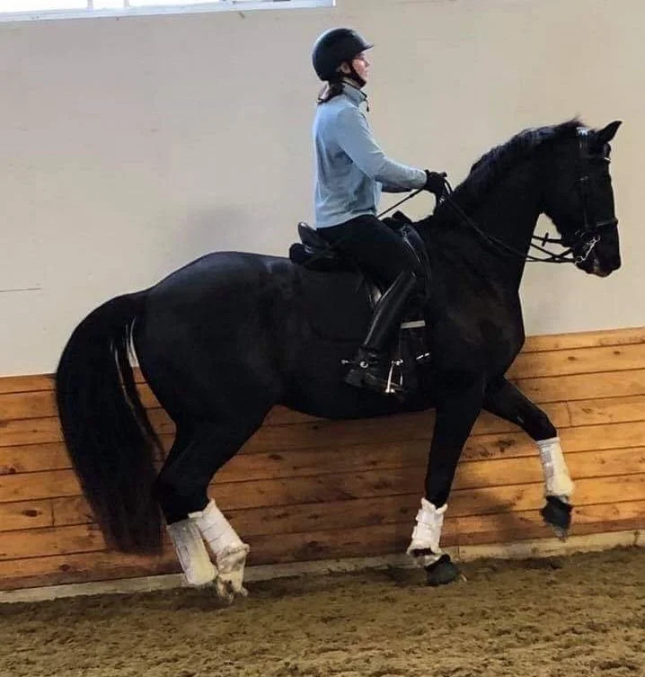 Donarweiss Offspring Page 1 — Starr Vaughn Equestrian