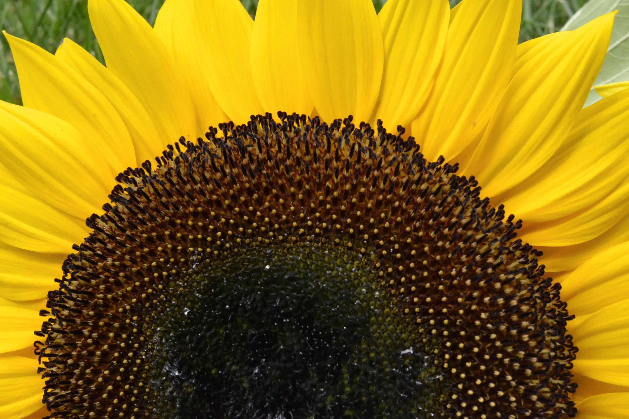 Go and Grow by Similac Pouches — Not A Rose Girl by Jamie Ng Rose