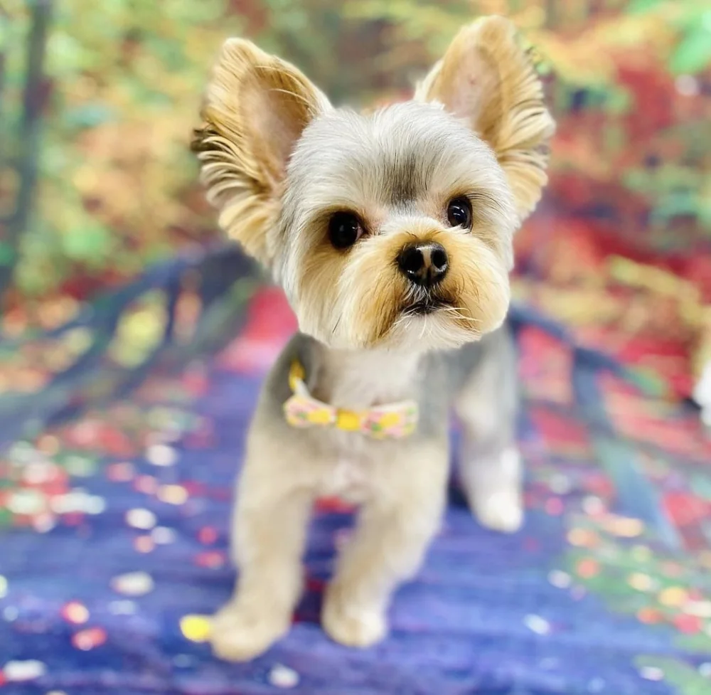Grooming — Essential Paws
