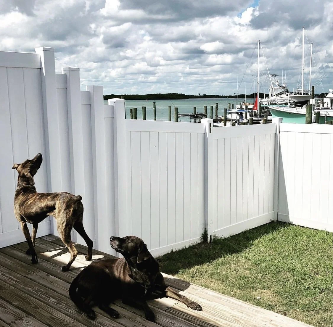 The Dog House — Essential Paws