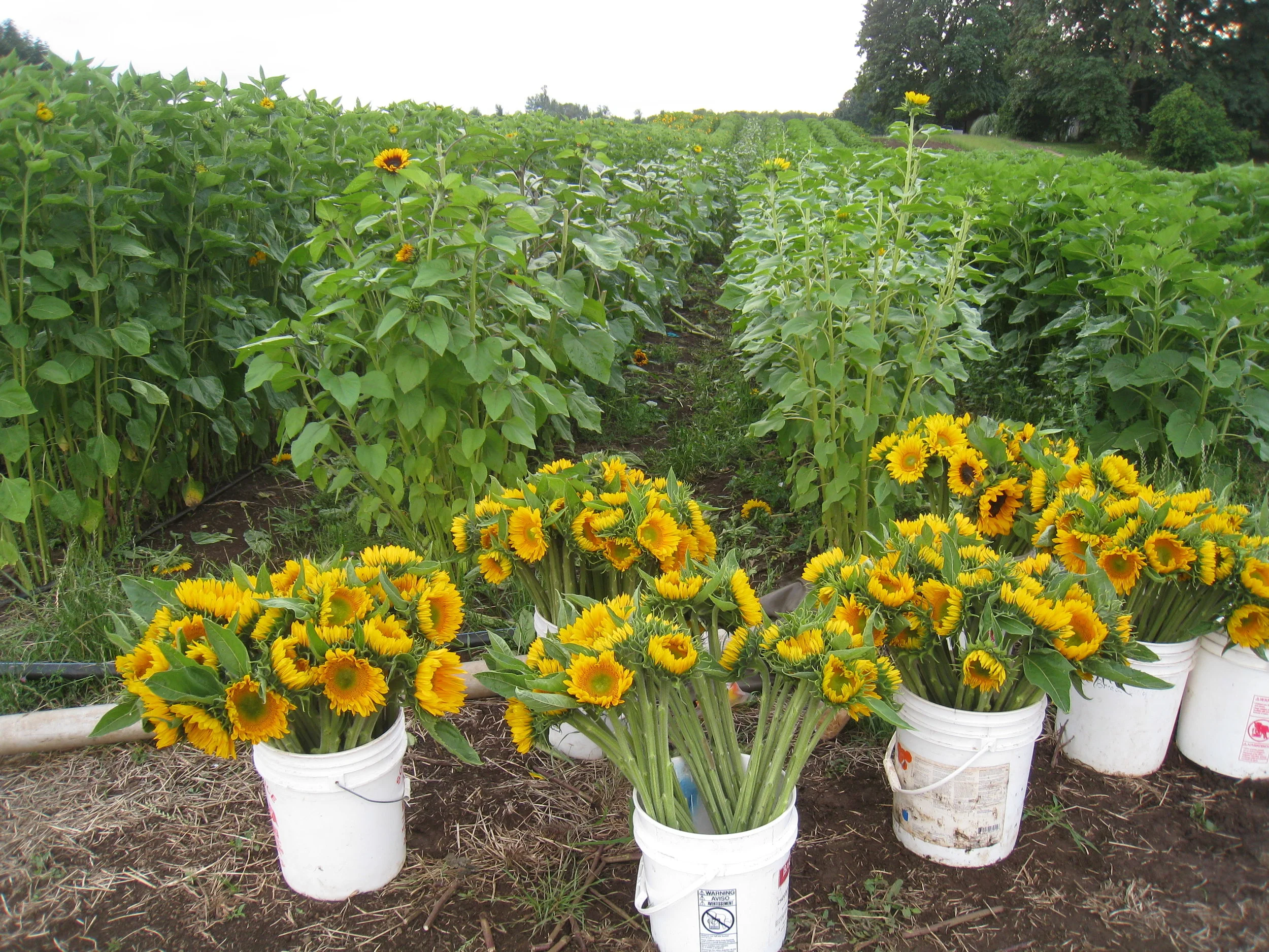 gallery — Groundwork Organics
