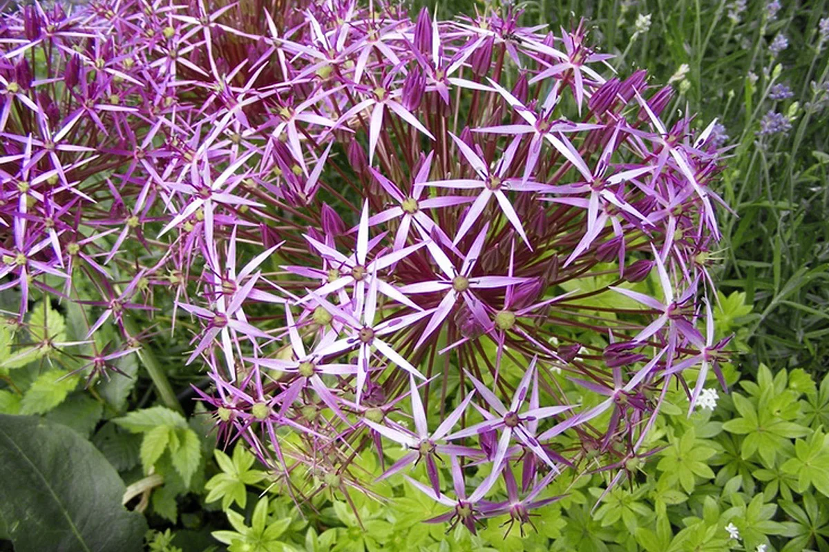 Allium Christophii Star Of Persia
