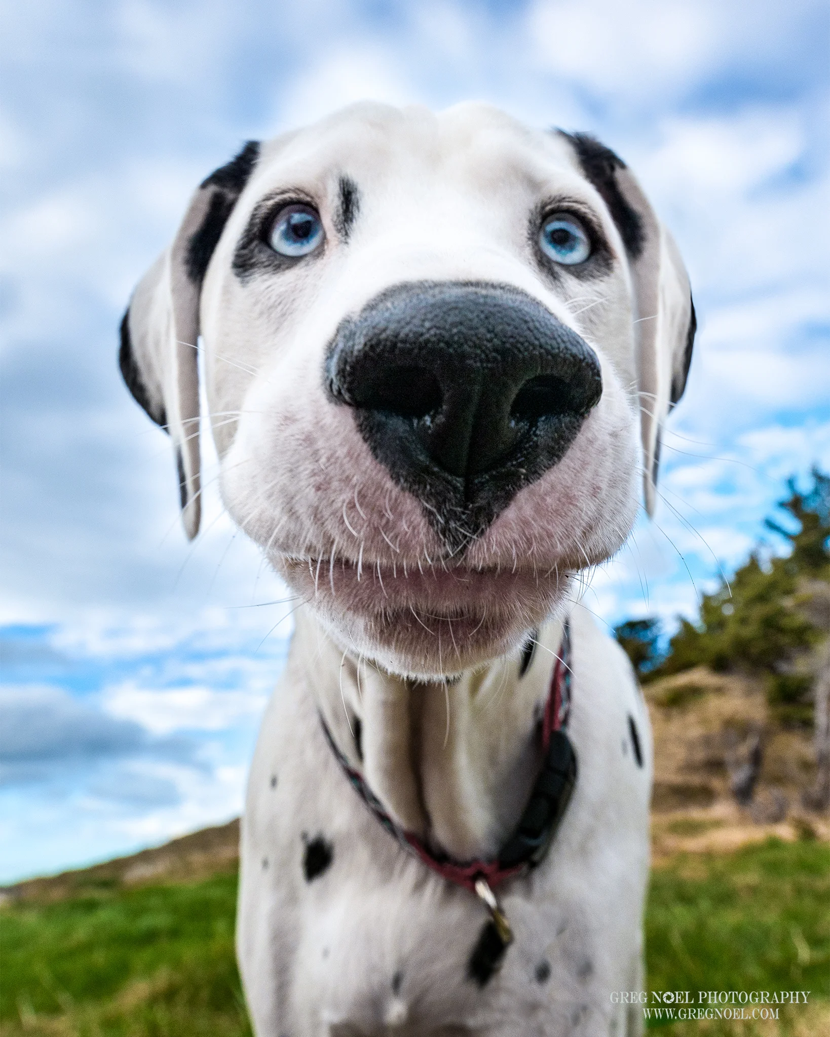 Animal Foreshortening Photography