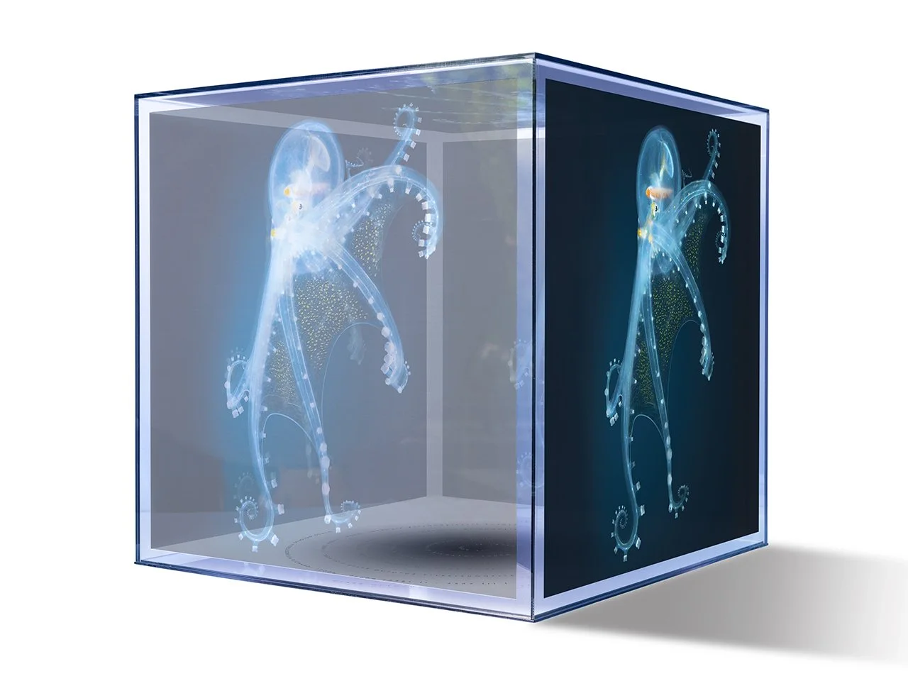 Glass Octopus — Taiji Terasaki