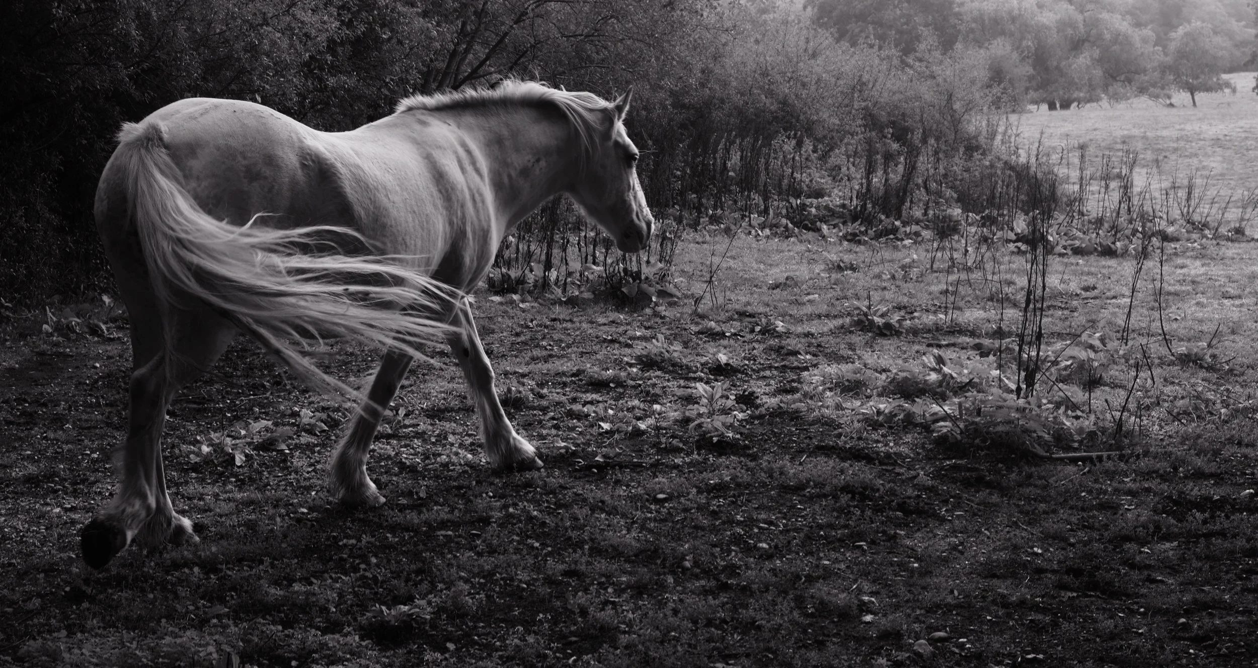 BEASTS — Paul Morris