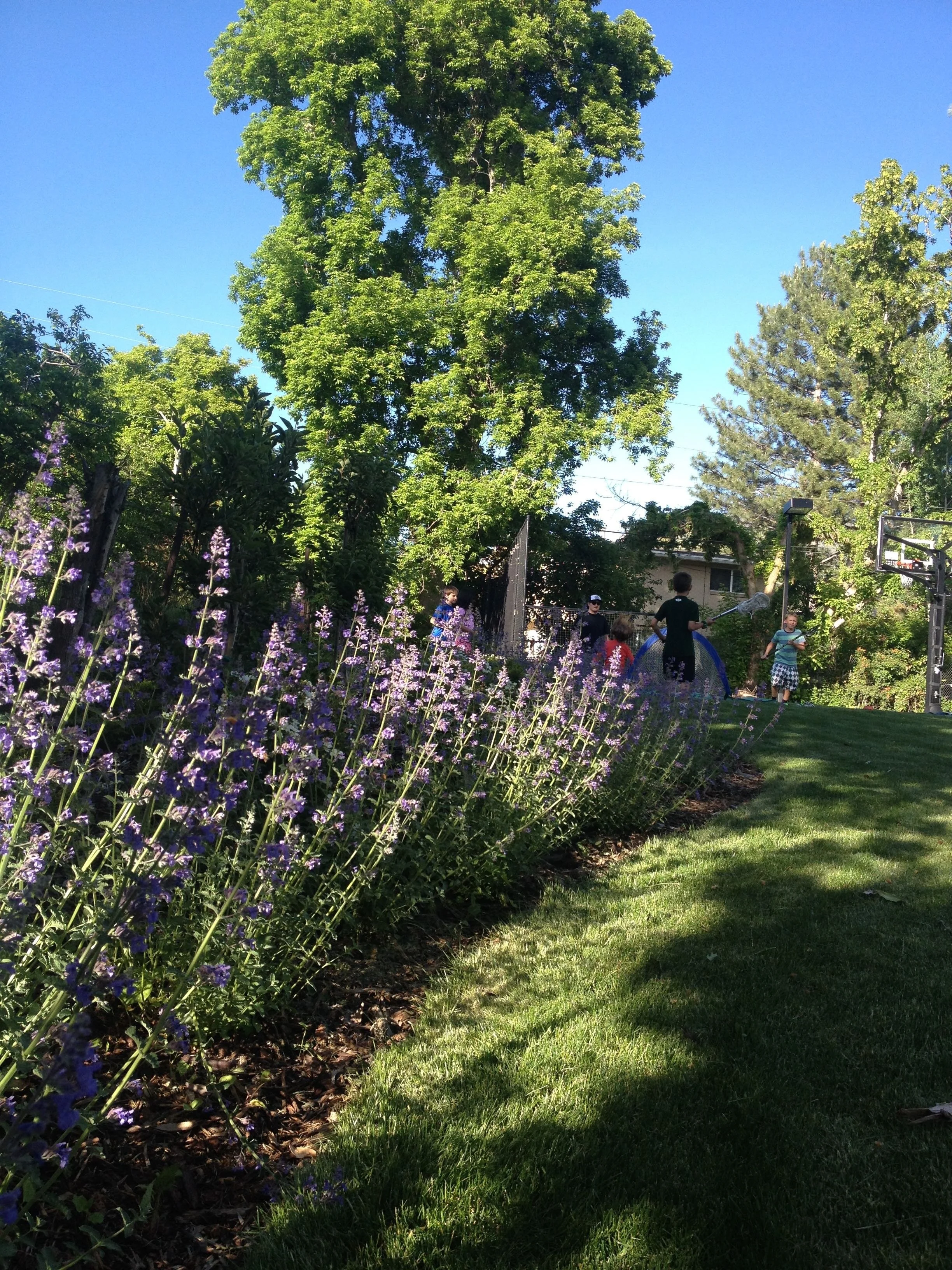 Dig Landscape Design