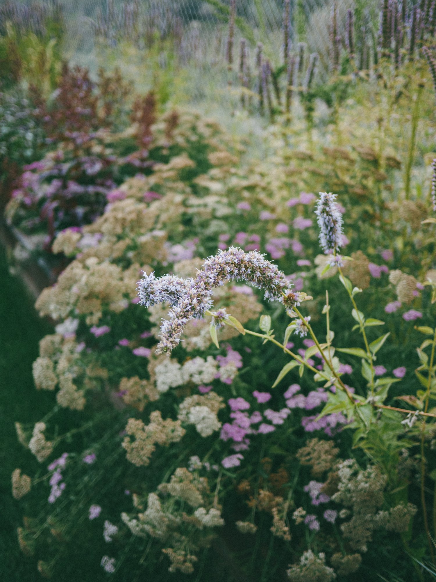 Portfolio — Dig Landscape Design