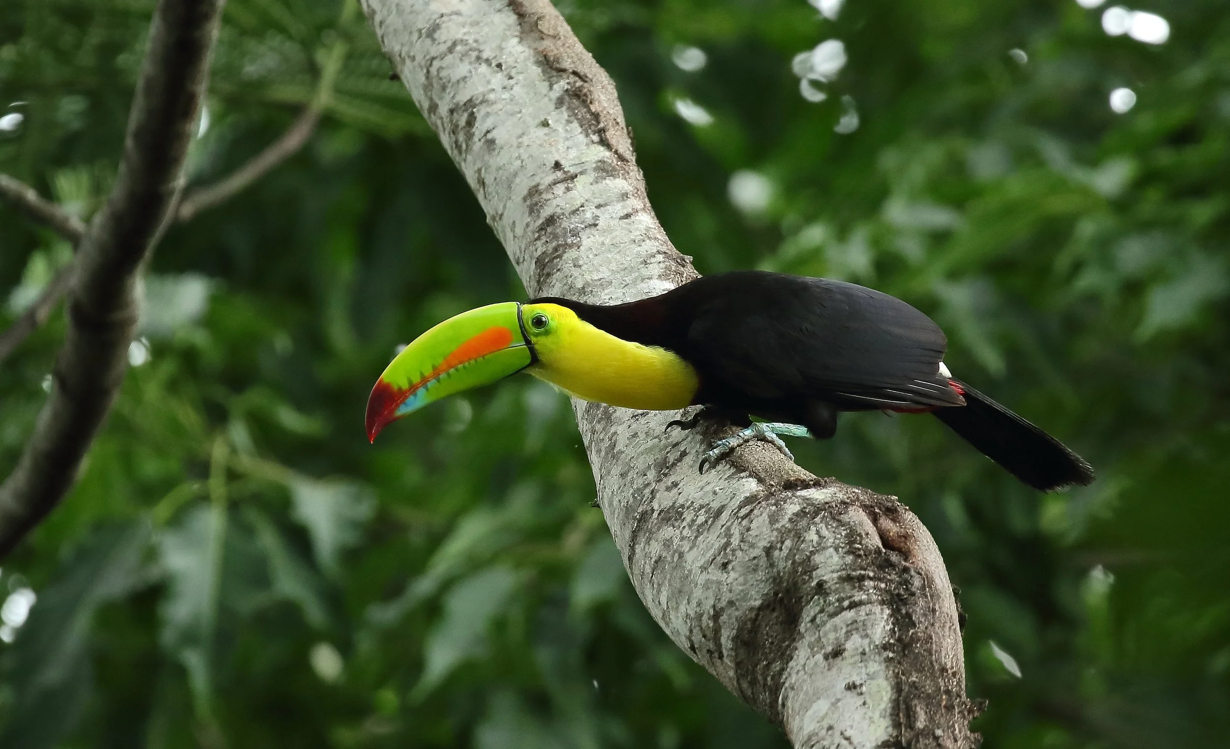 7 Day Birding Package — Las Cascadas Lodge