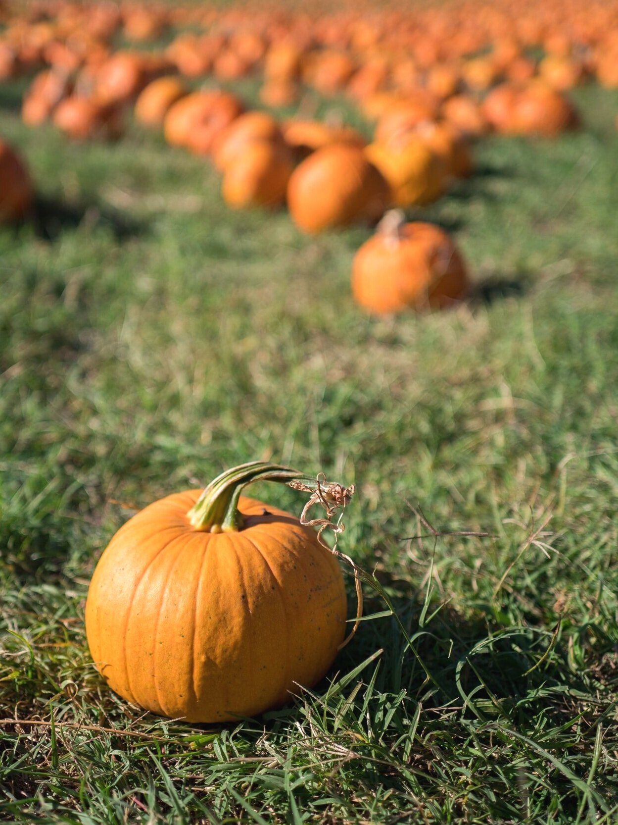 Pierce Century Farm, LLC