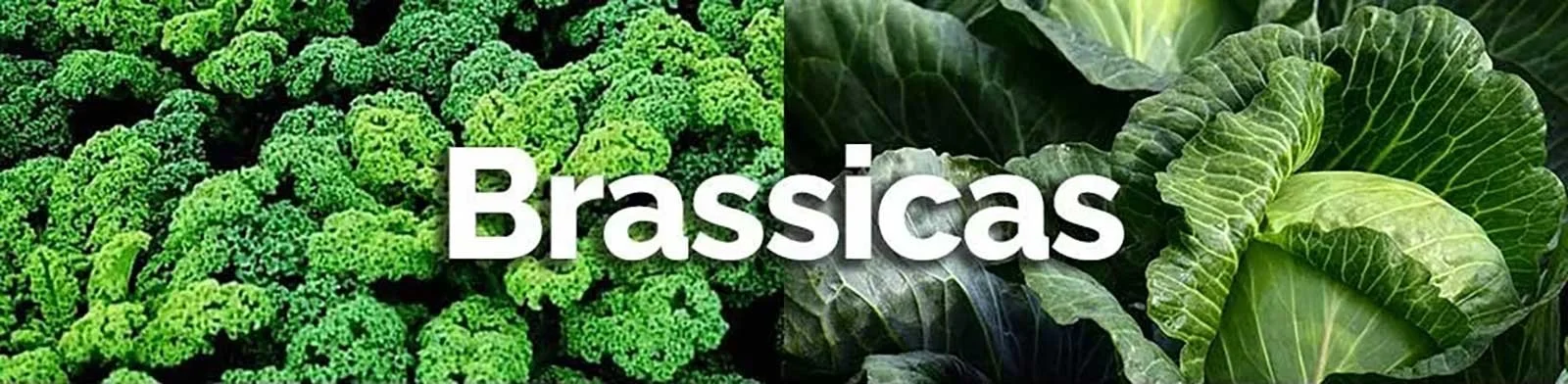 Brassicas Planting Calendar — Deep Roots Project