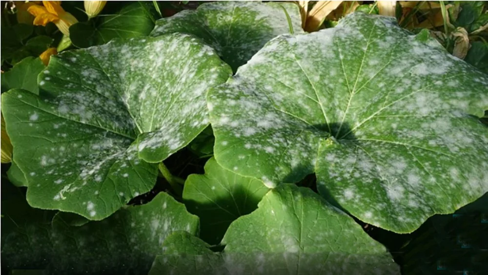 Prevention and Control of Powdery Mildew — Deep Roots Project