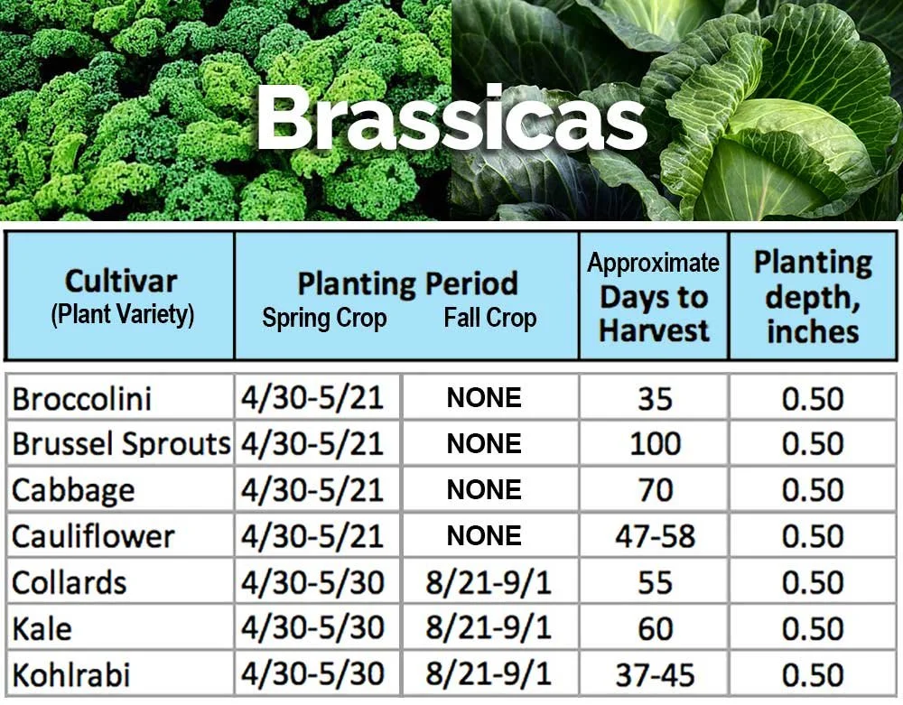 Planting Calendar Climate Zone 5b — Deep Roots Project