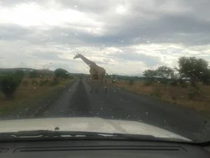 Mu Zha Tie Guan Yin Tea Chocolate — Fossa Chocolate