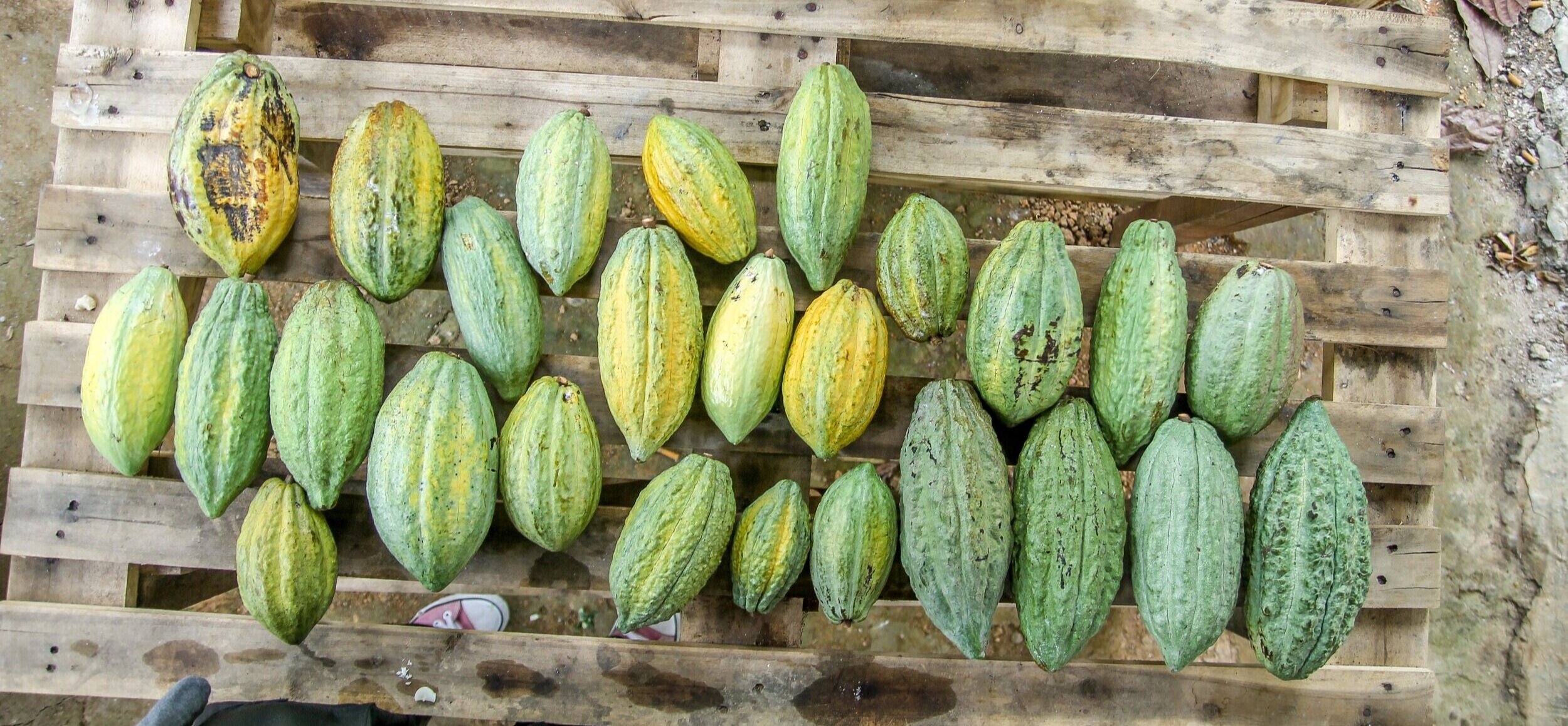 Fossa Chocolate - Artisan food gifts delivered to your door