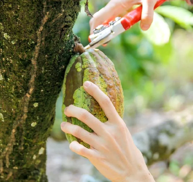 SUSTAINABILITY — Fossa Chocolate