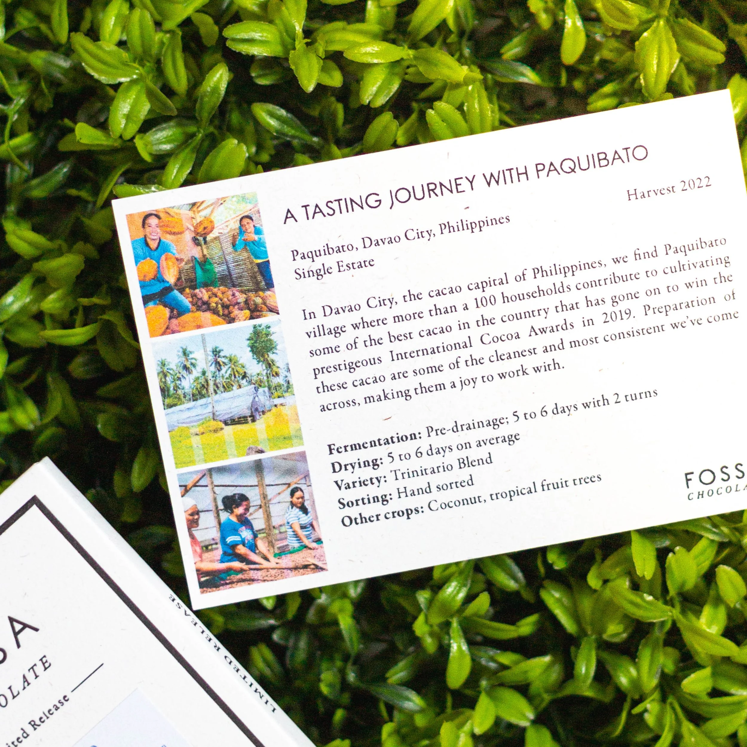 Mu Zha Tie Guan Yin Tea Chocolate — Fossa Chocolate