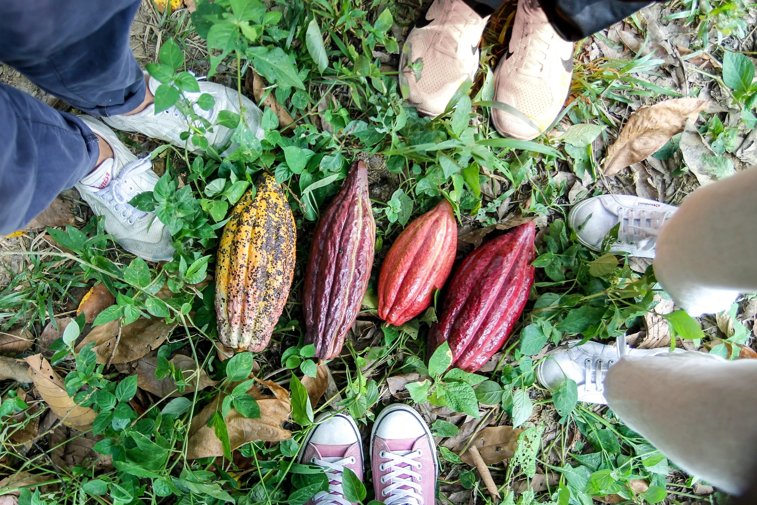 ABOUT US — Fossa Chocolate