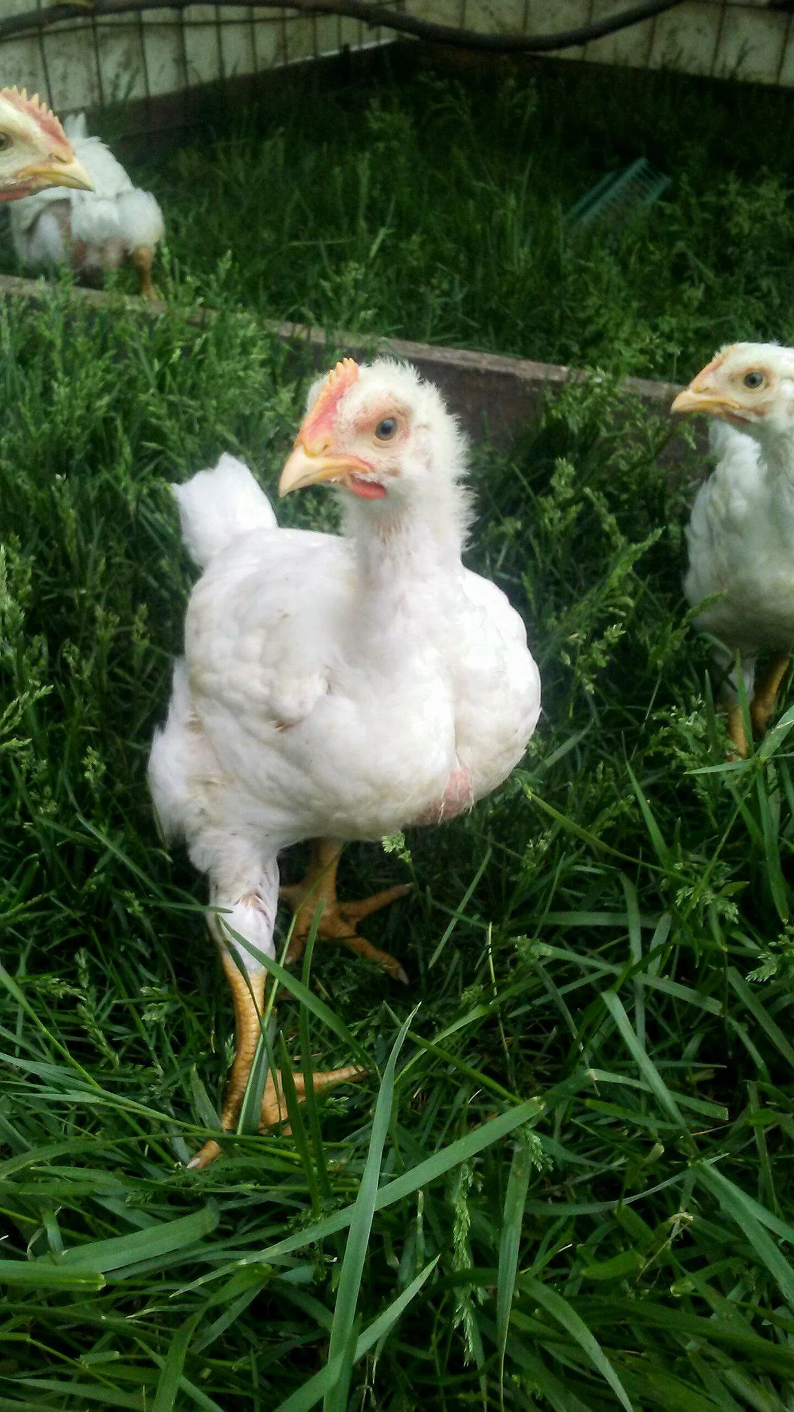 Hoffman's Little Acres — Products