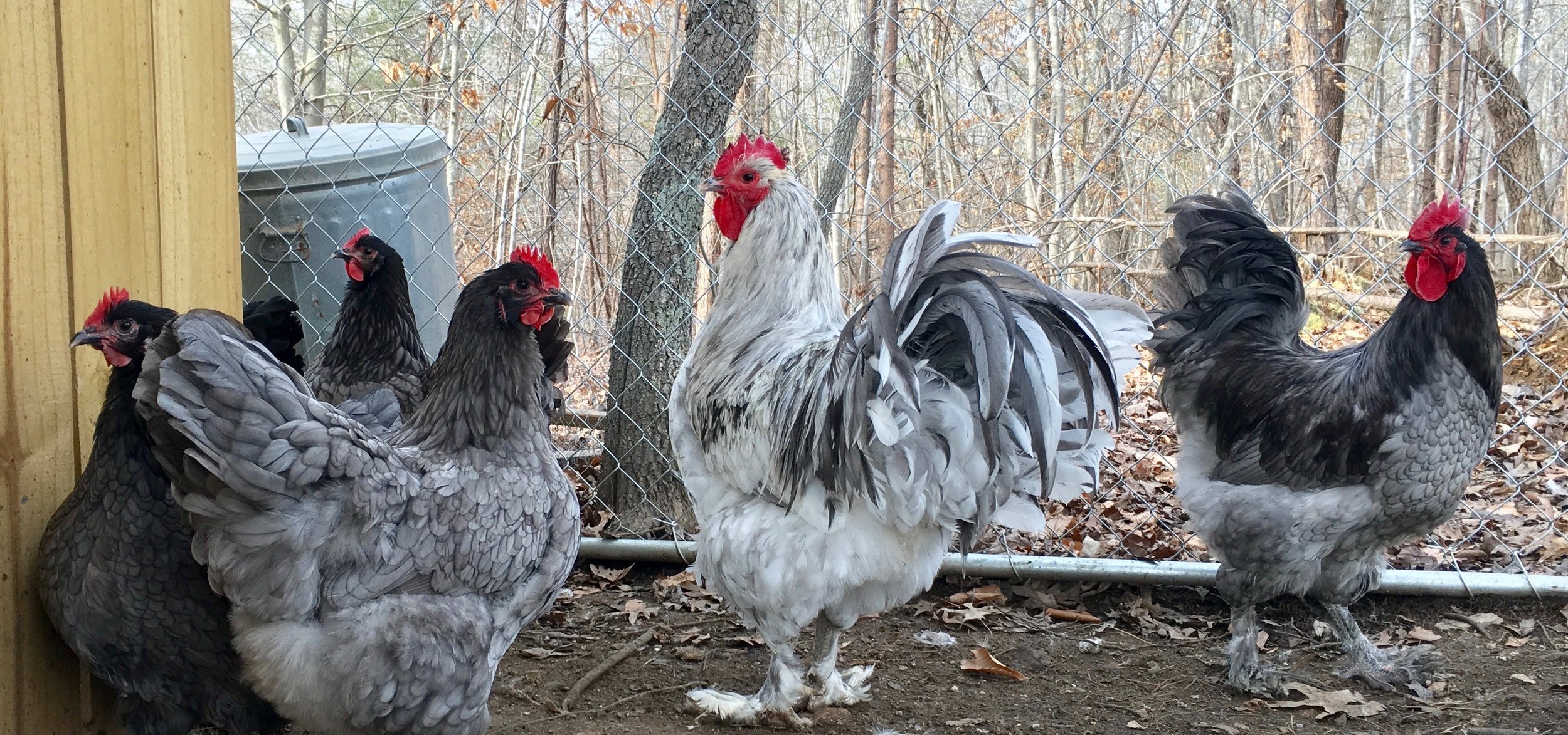 Blue Langshan Chicken