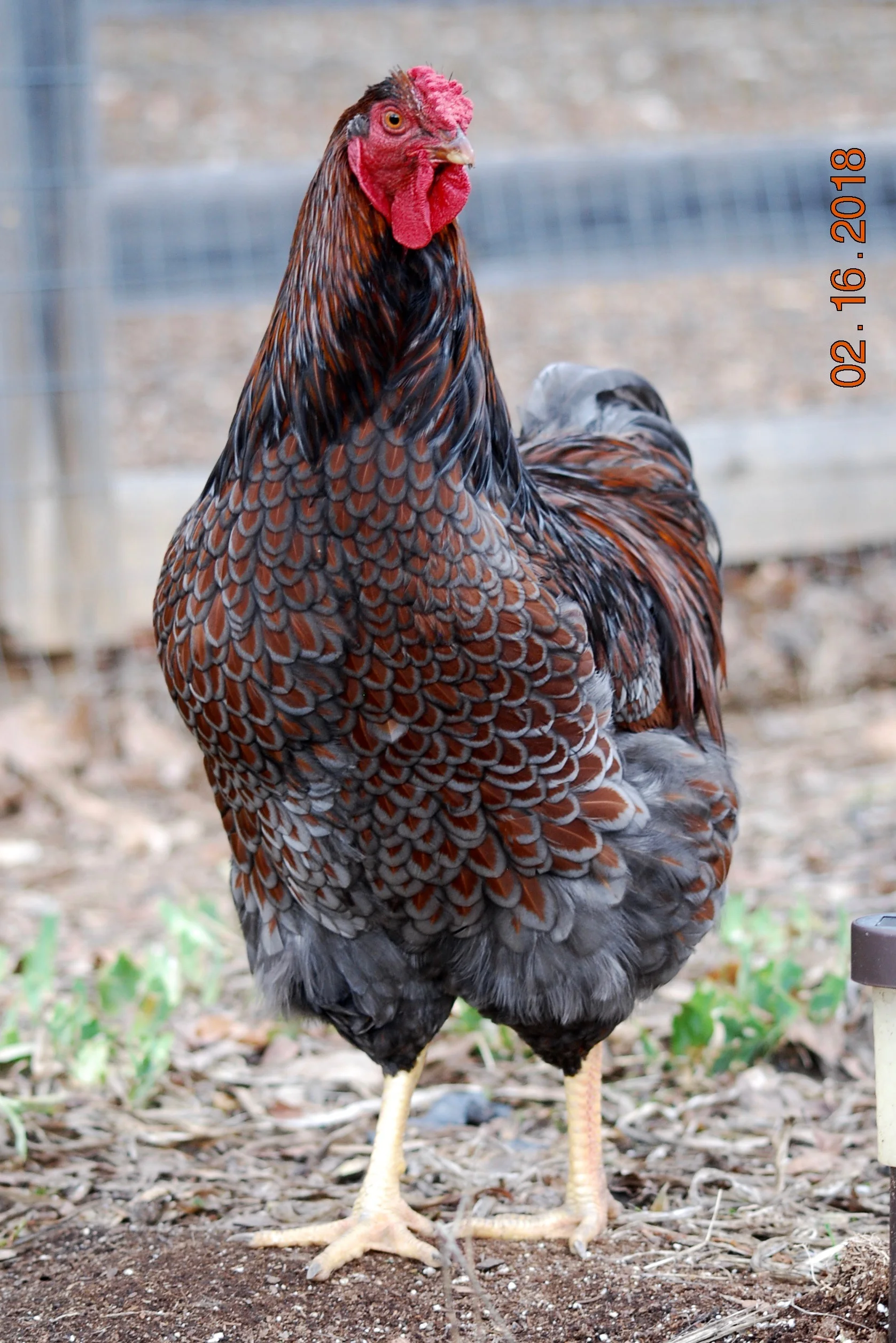 Blue-Laced Red Wyandotte — DRAGONFLY FARM