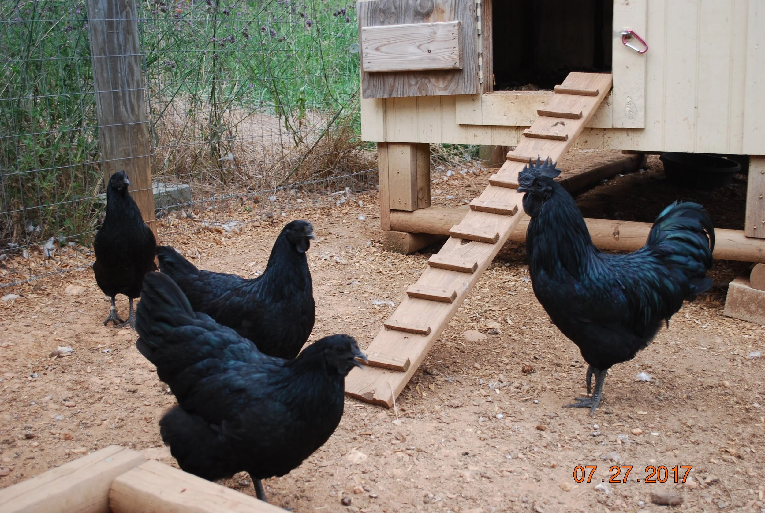 Ayam Cemani — DRAGONFLY FARM
