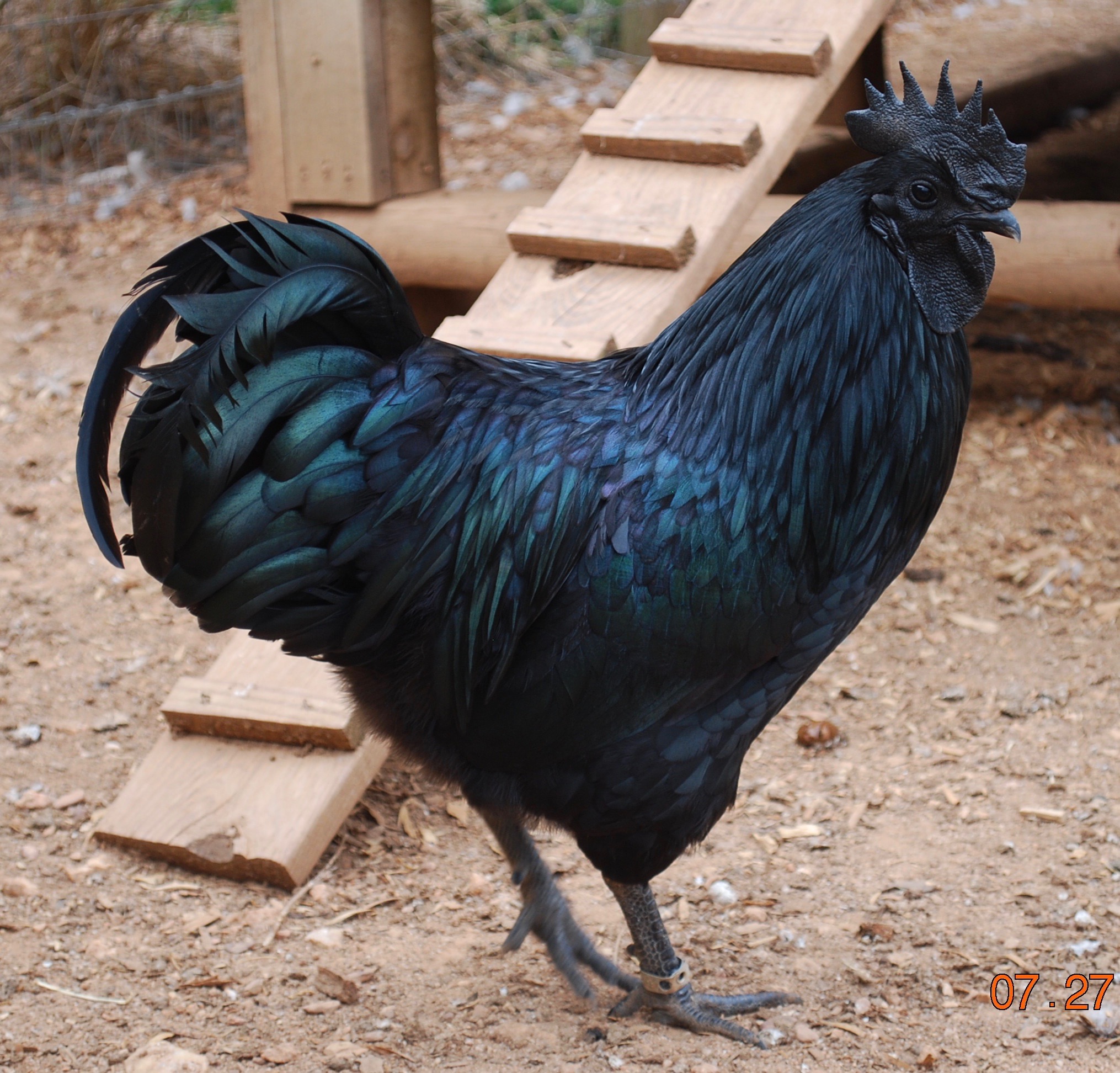 Ayam Cemani — DRAGONFLY FARM