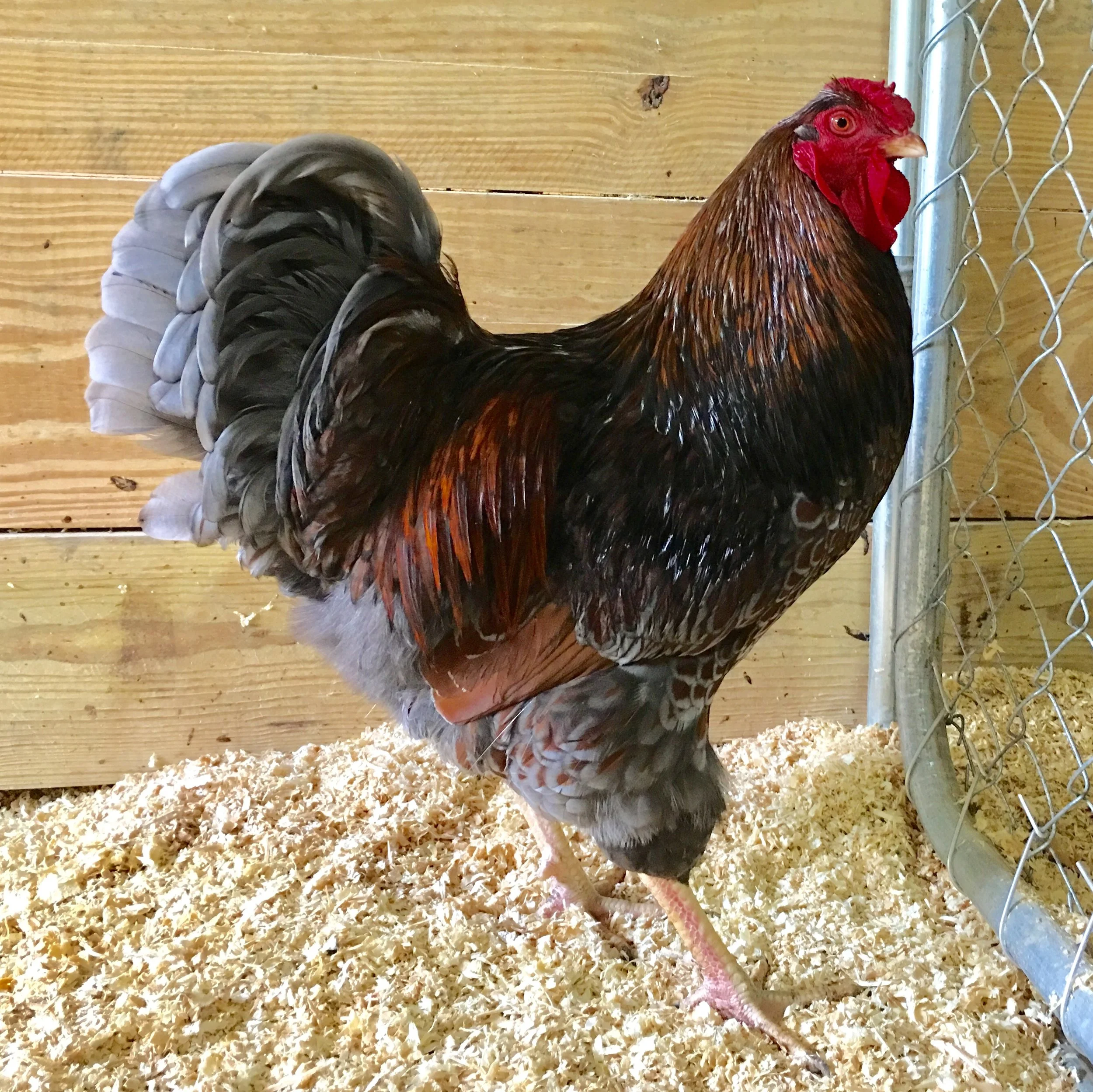 Blue-Laced Red Wyandotte — DRAGONFLY FARM