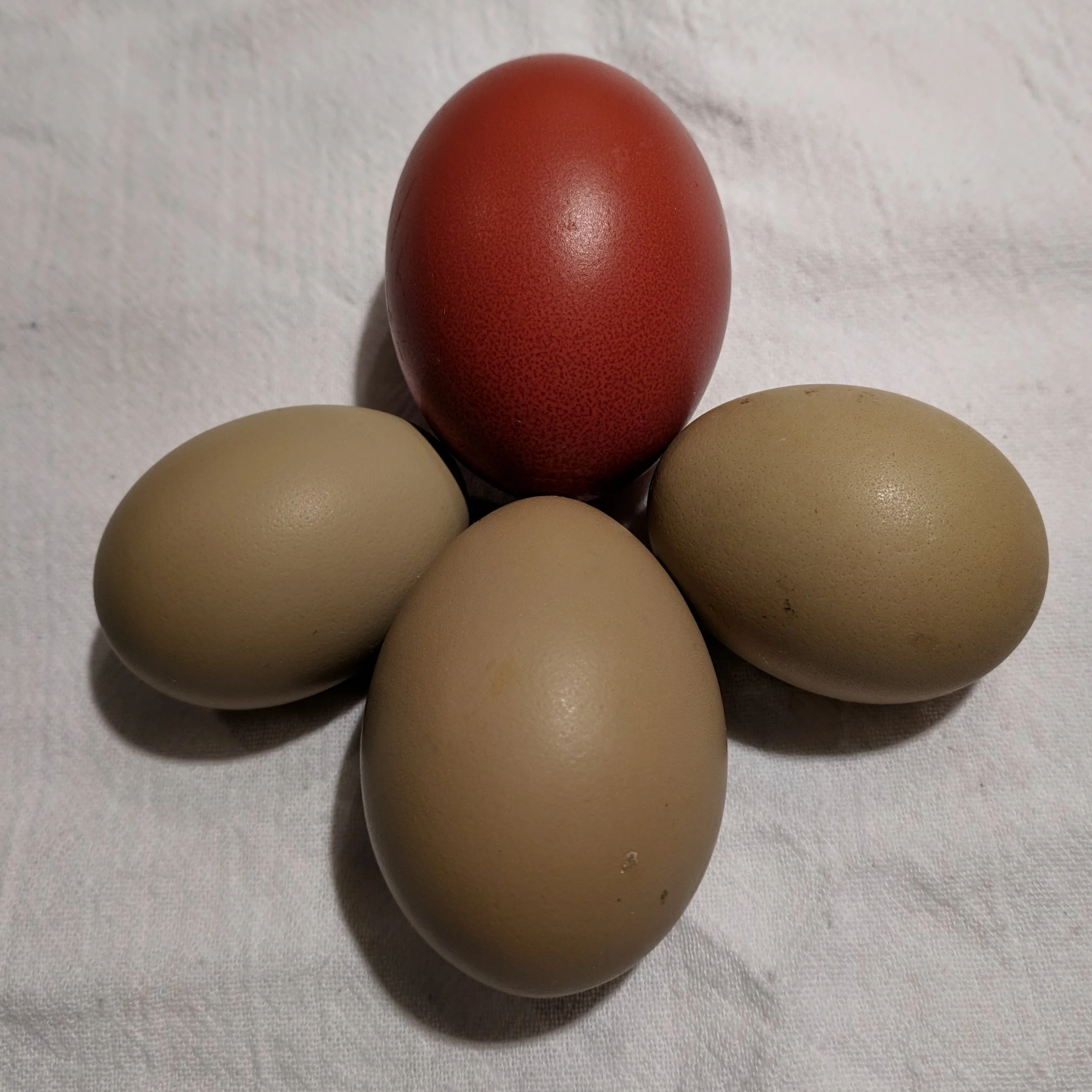 Olive Egger — DRAGONFLY FARM