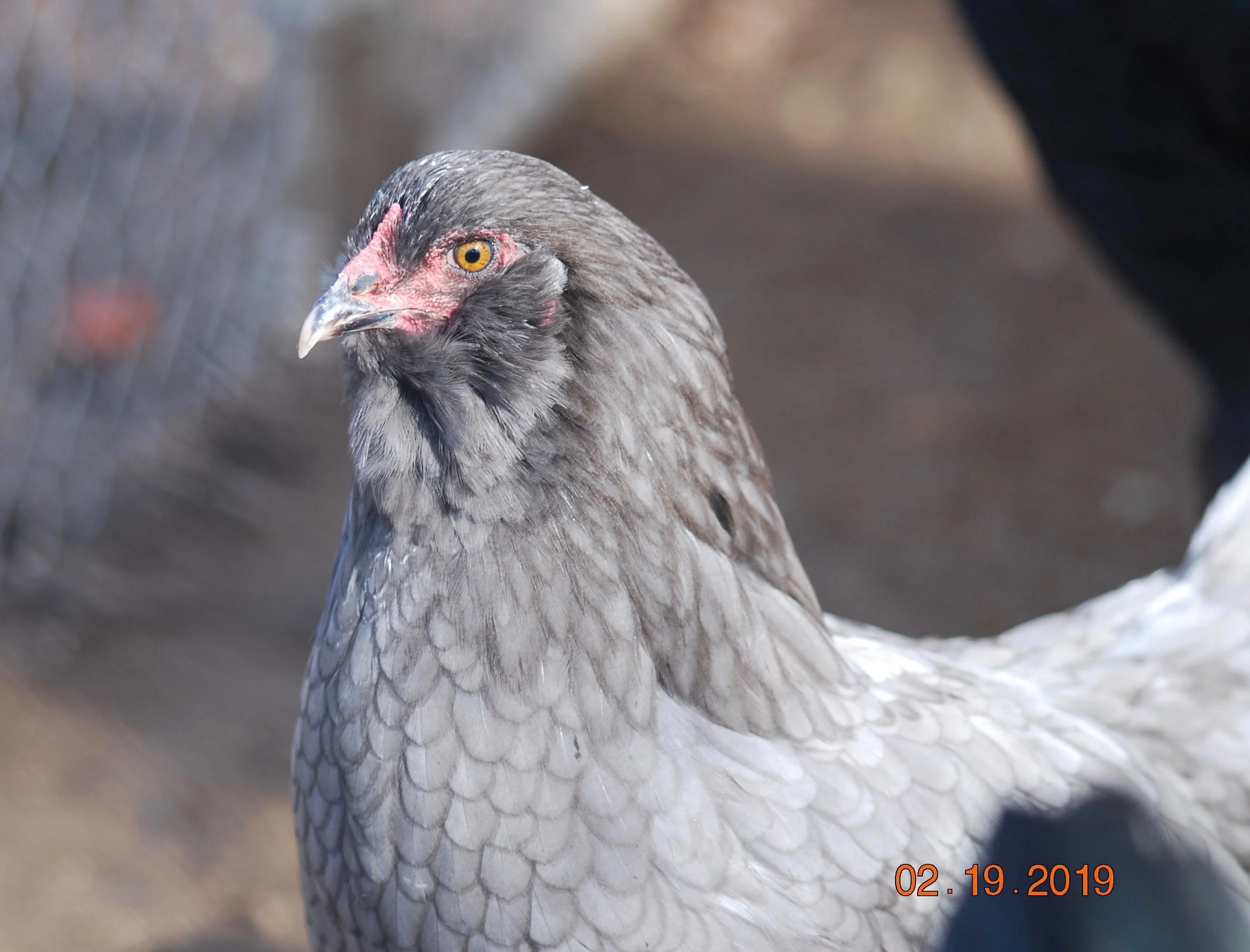 Olive Egger — DRAGONFLY FARM