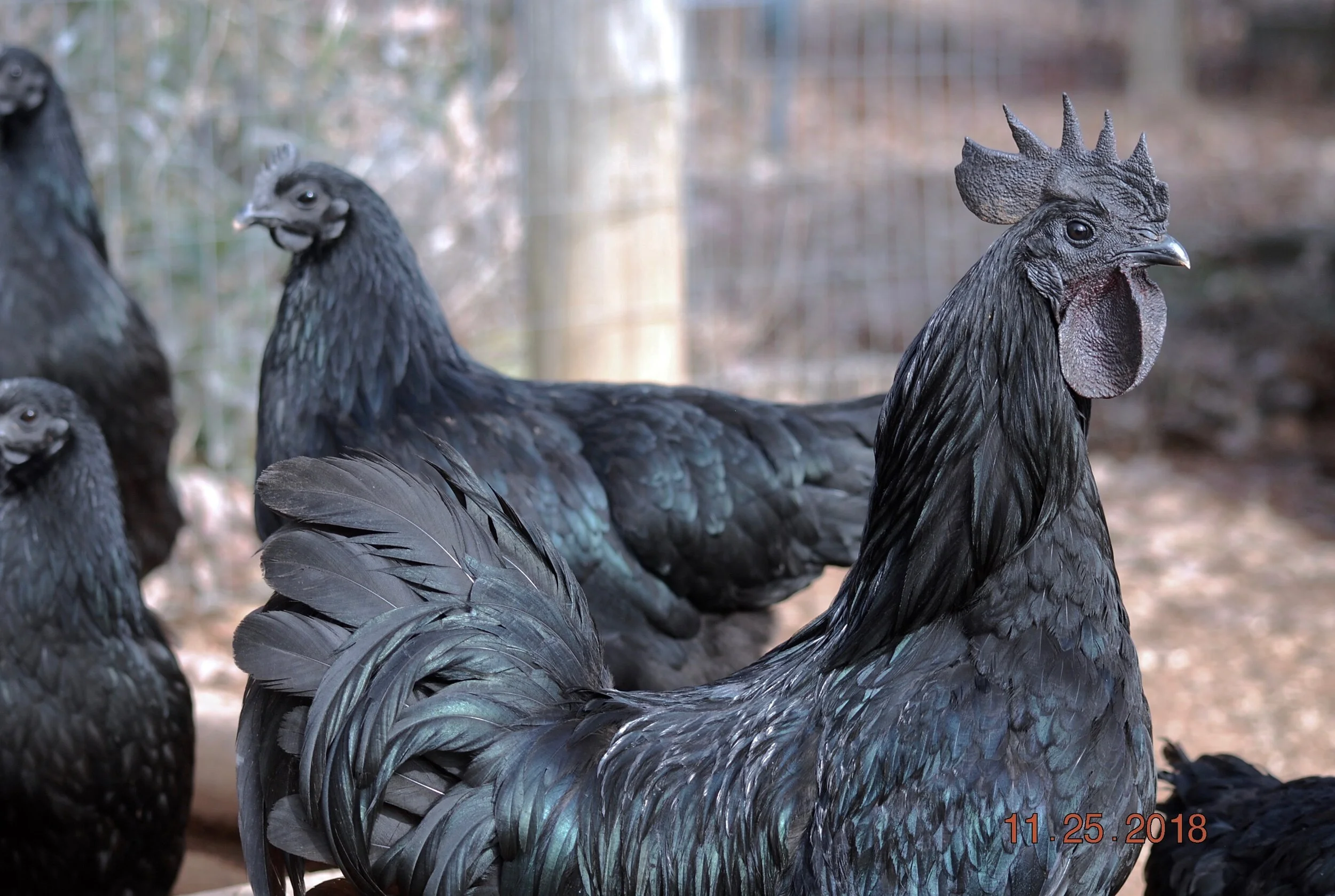 Ayam Cemani — DRAGONFLY FARM