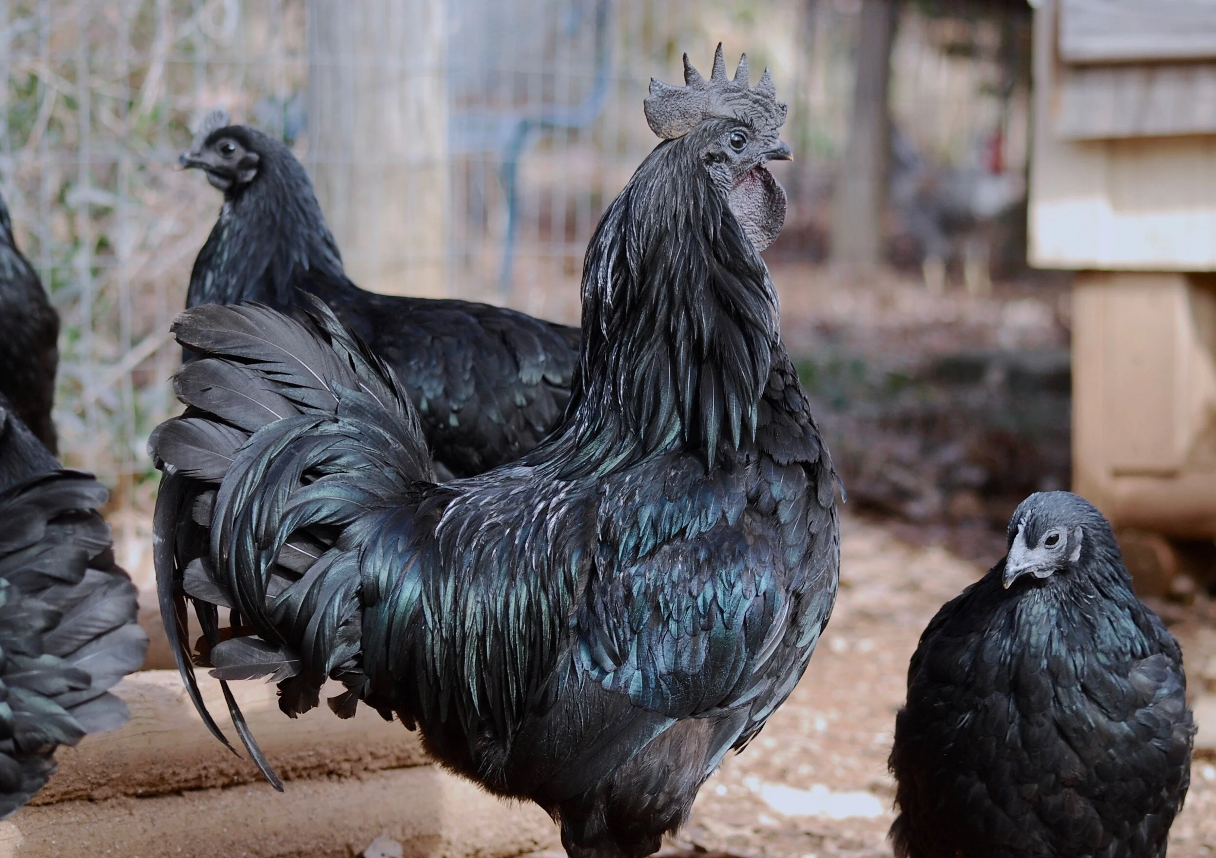 Ayam Cemani — DRAGONFLY FARM