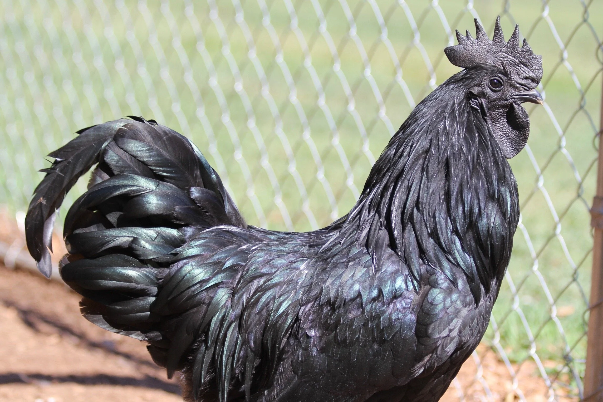 Ayam Cemani — DRAGONFLY FARM