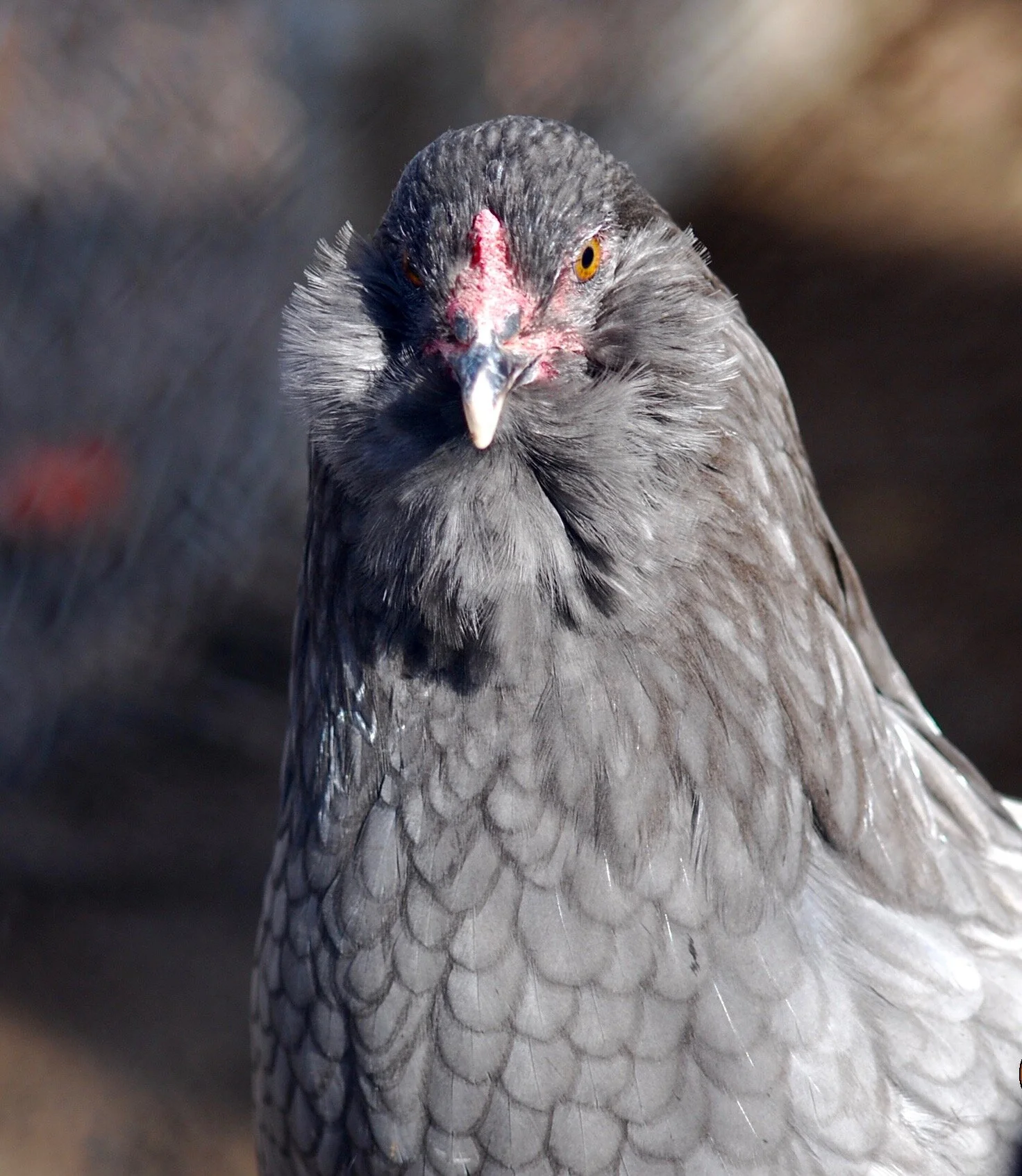 Breed Gallery — DRAGONFLY FARM