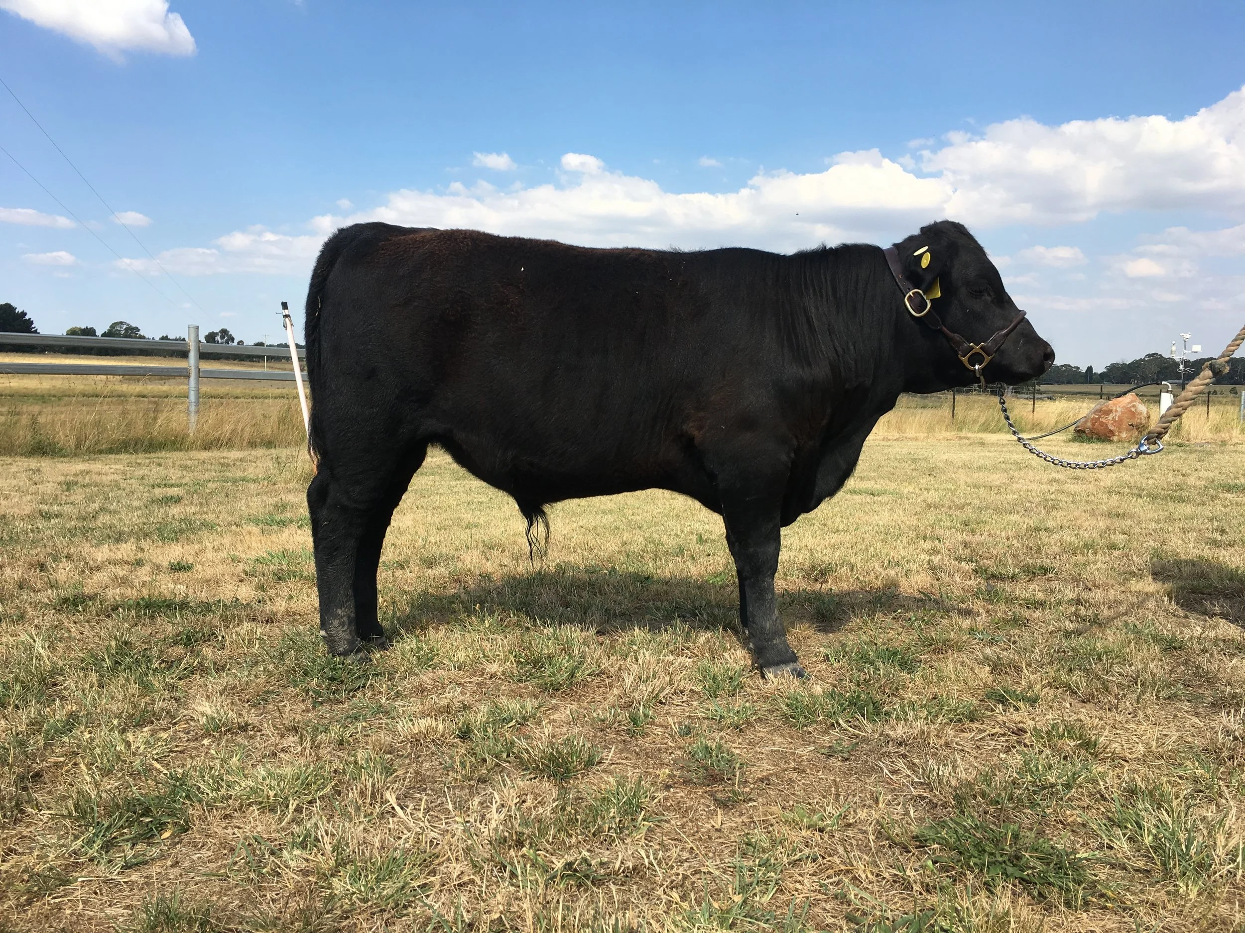 Shadow Park Lowlines