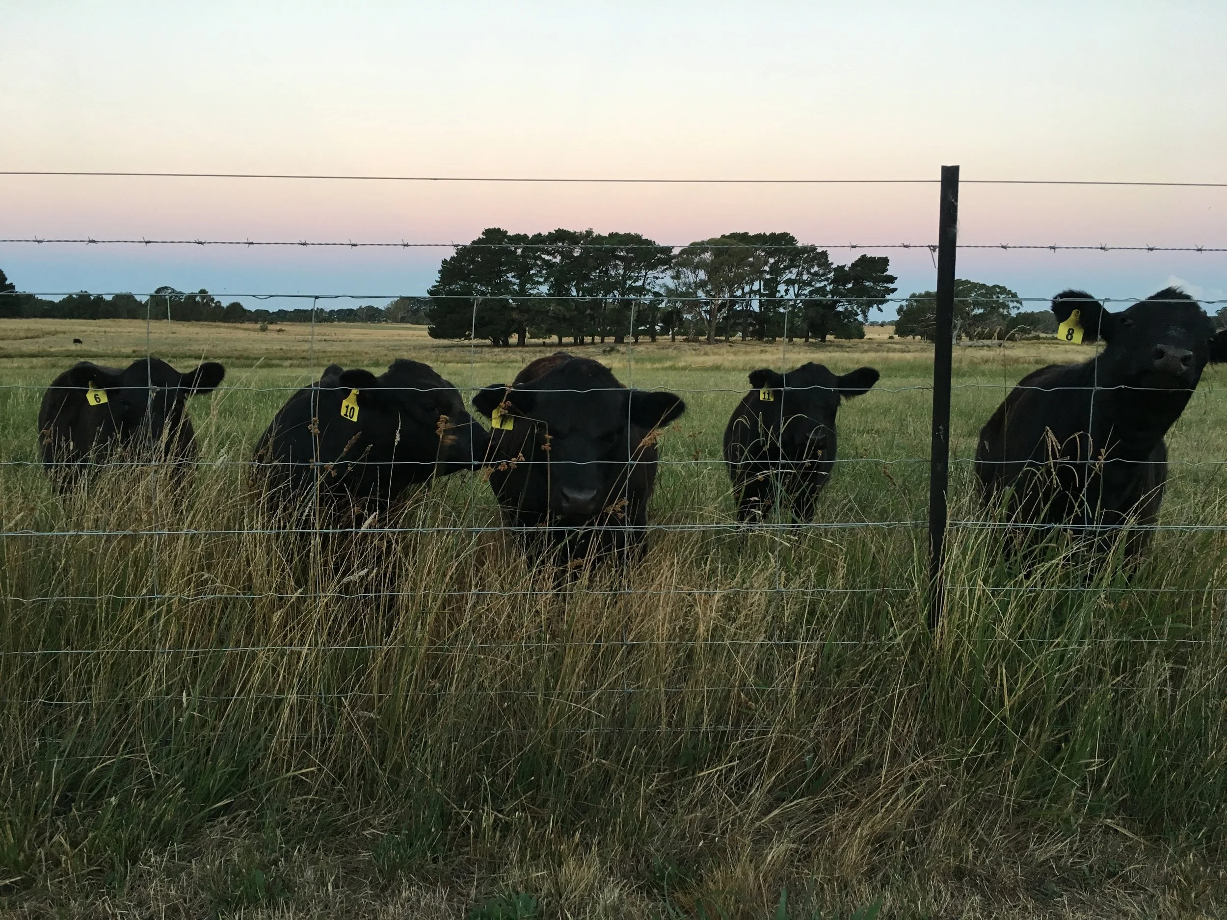 Shadow Park Lowlines