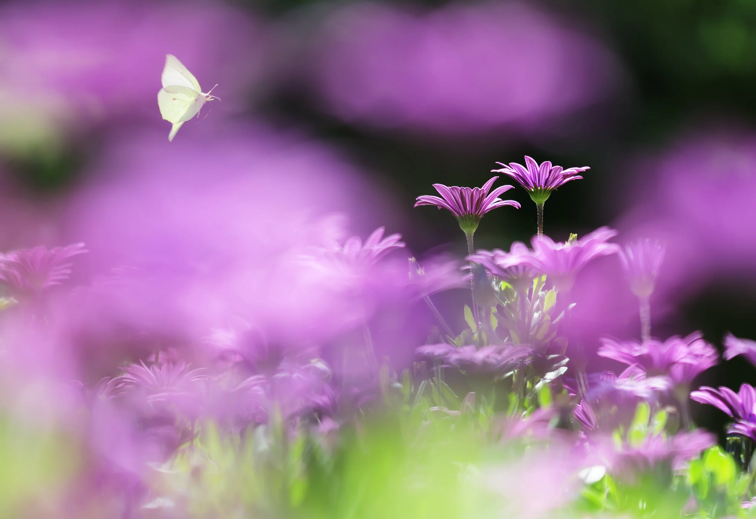 Nature — Alessandro Zocchi Macro Photography