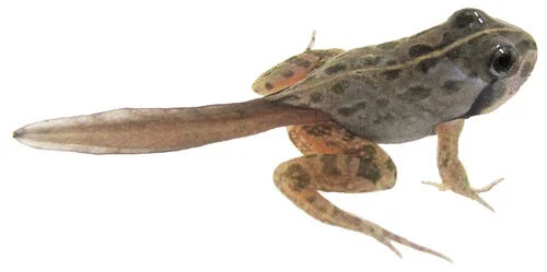 Young Frog